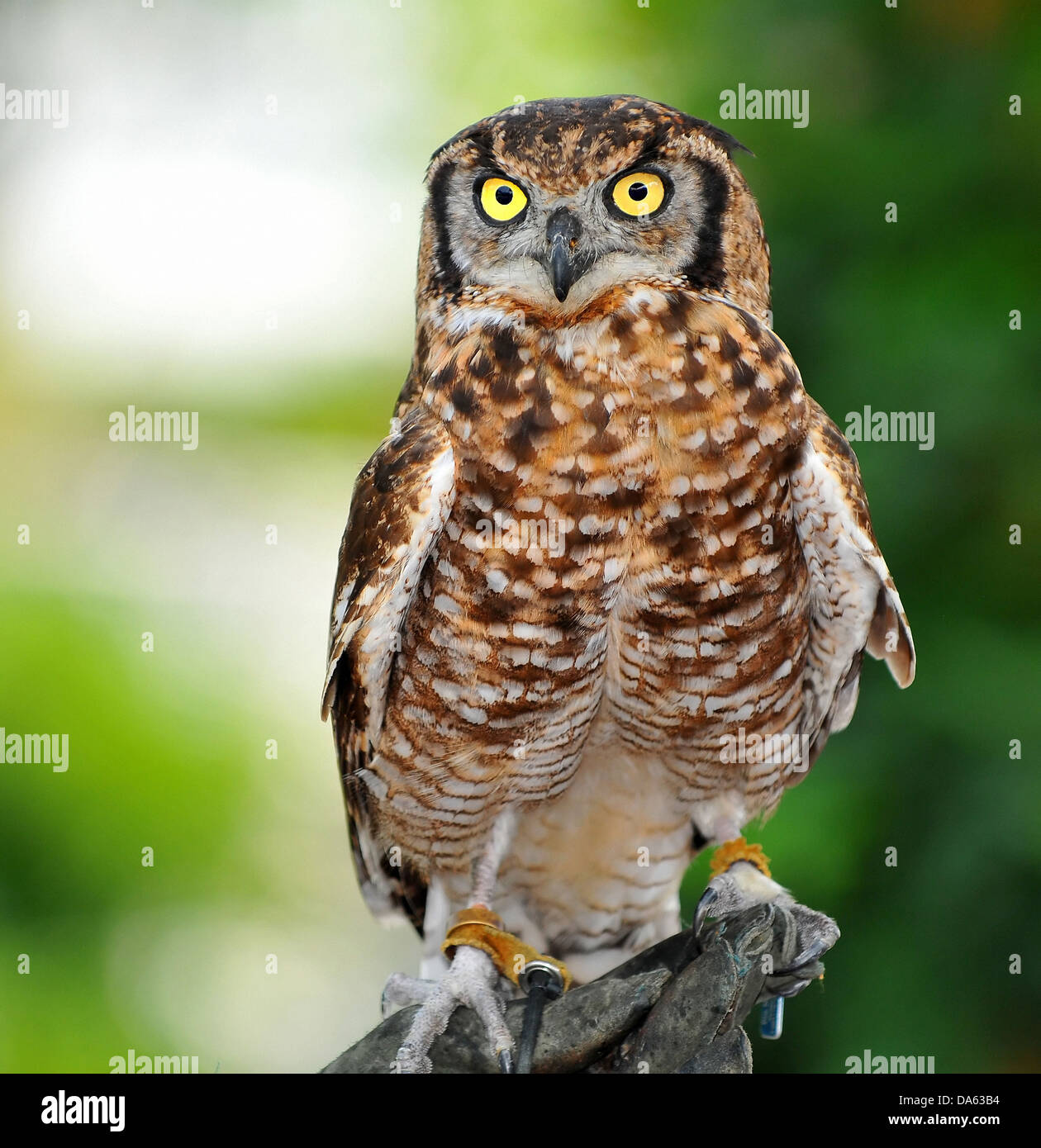 An adolescent eurasian eagle owl with penetrating gaze on the gauntlet ...