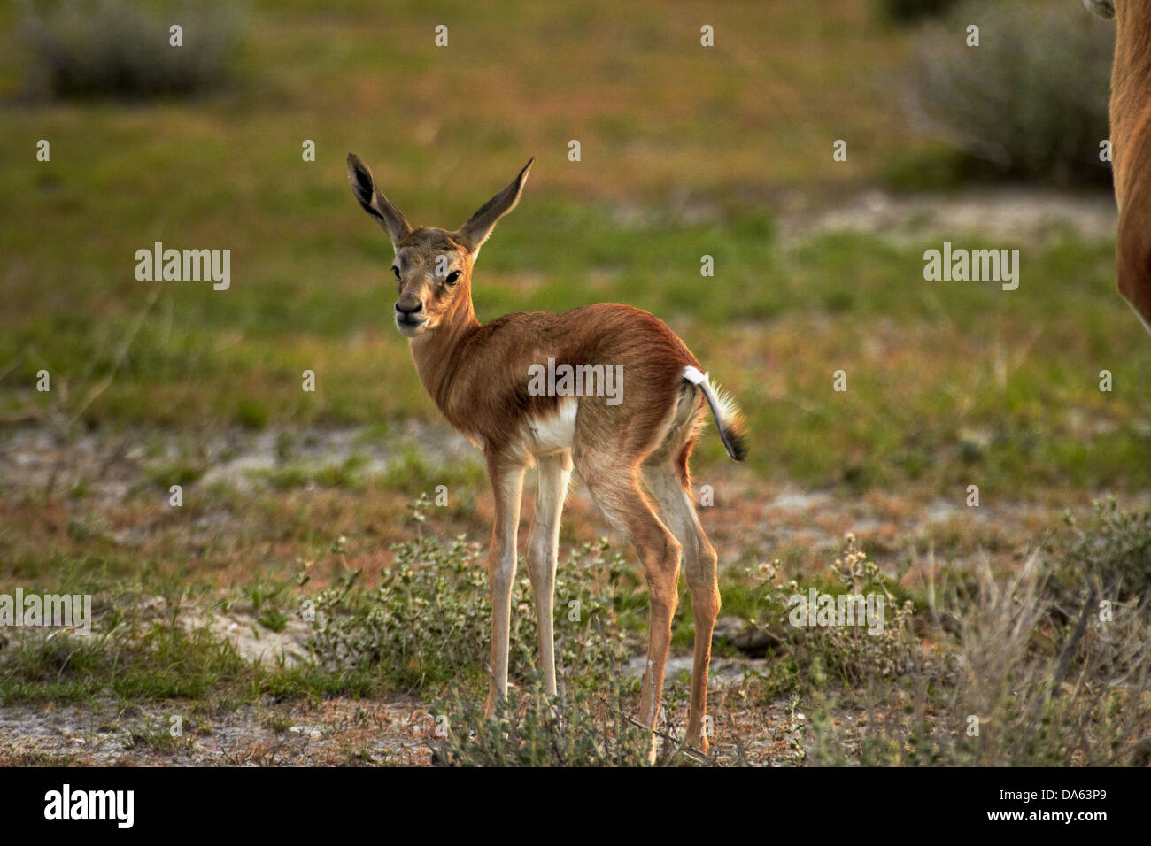Springbok fawn, ( Antidorcas marsupialis ), Etosha National Park ...