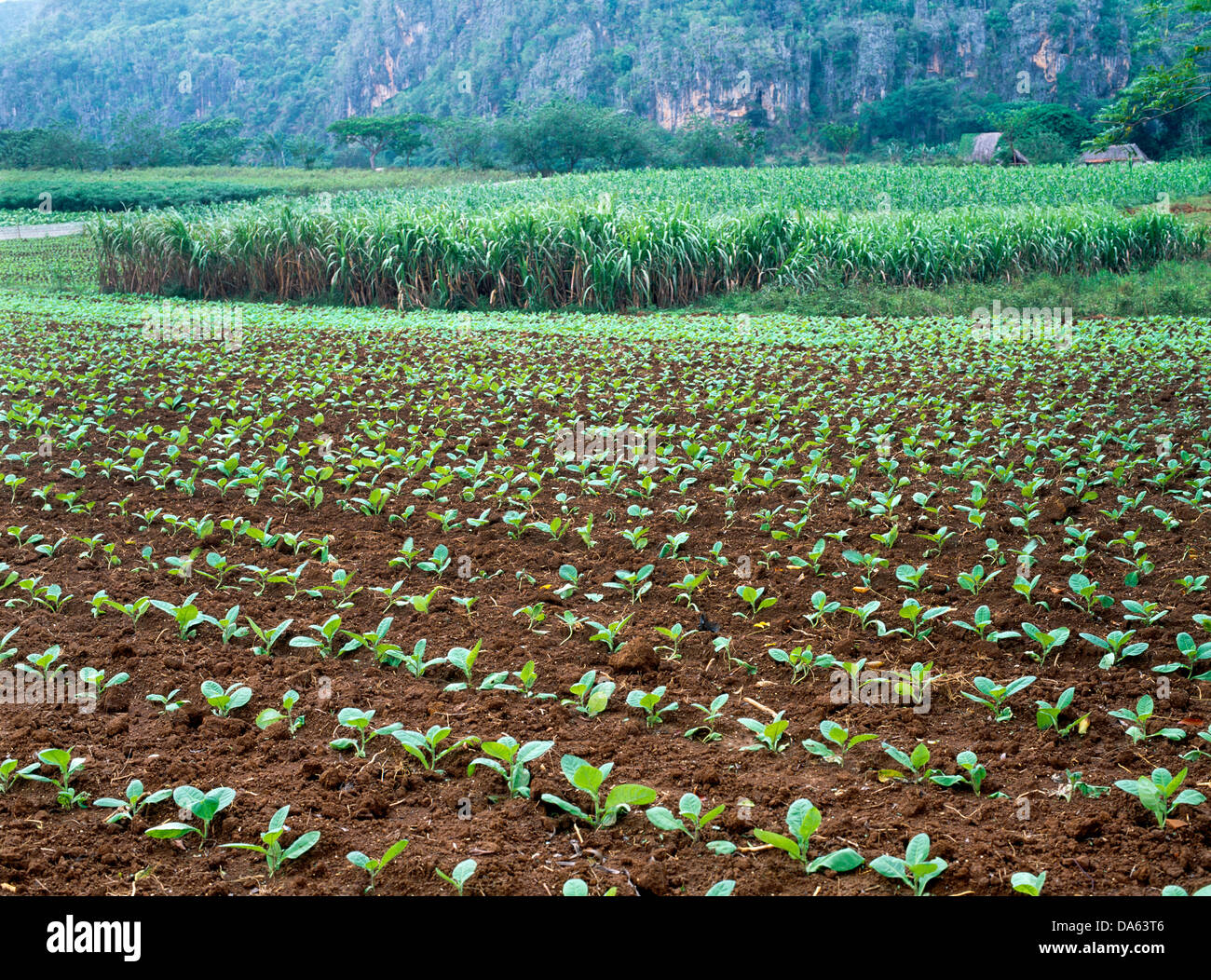Cuba sugar cane hi-res stock photography and images - Alamy