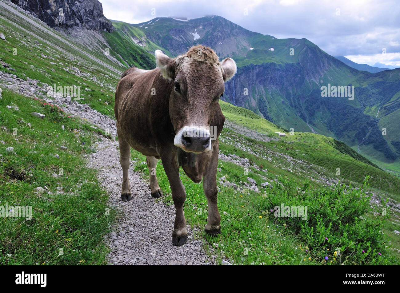 Bos primigenius hi-res stock photography and images - Alamy