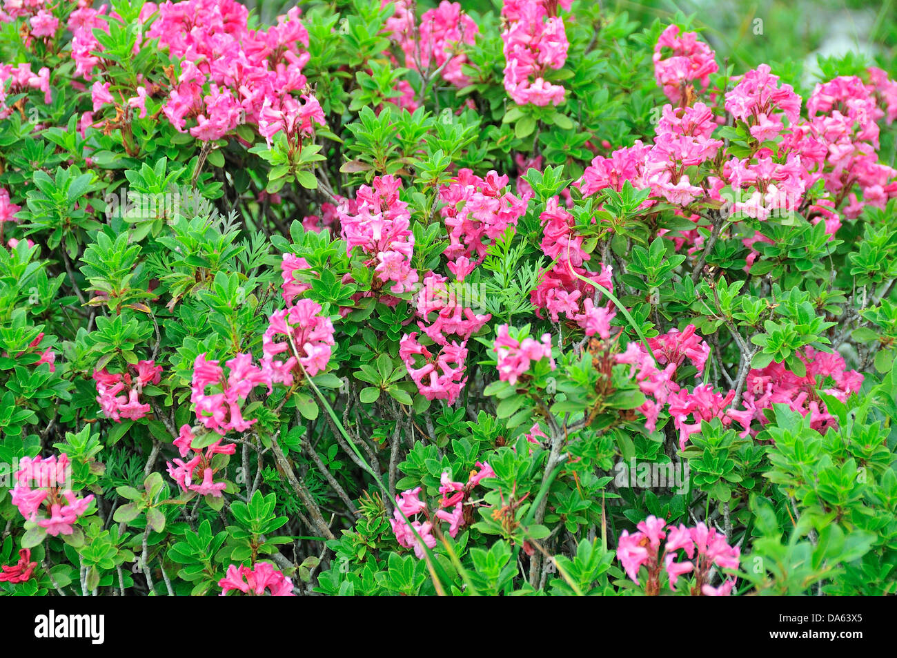 Alpine roses, rhododendron ferrugineum, Oytal, Oberstdorf, Allgäu, Alps ...