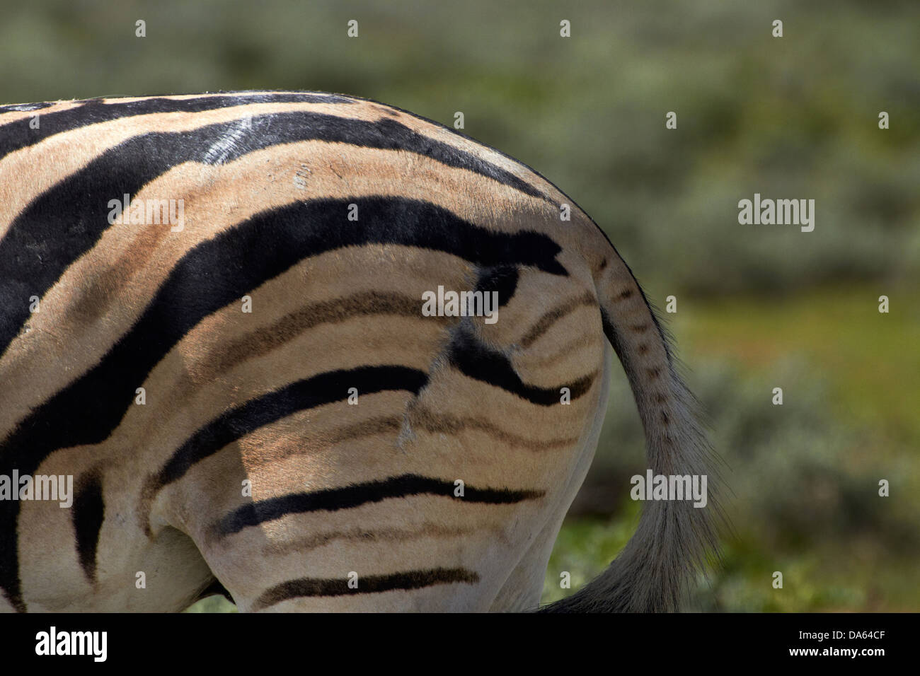 Predator attack hi-res stock photography and images - Alamy