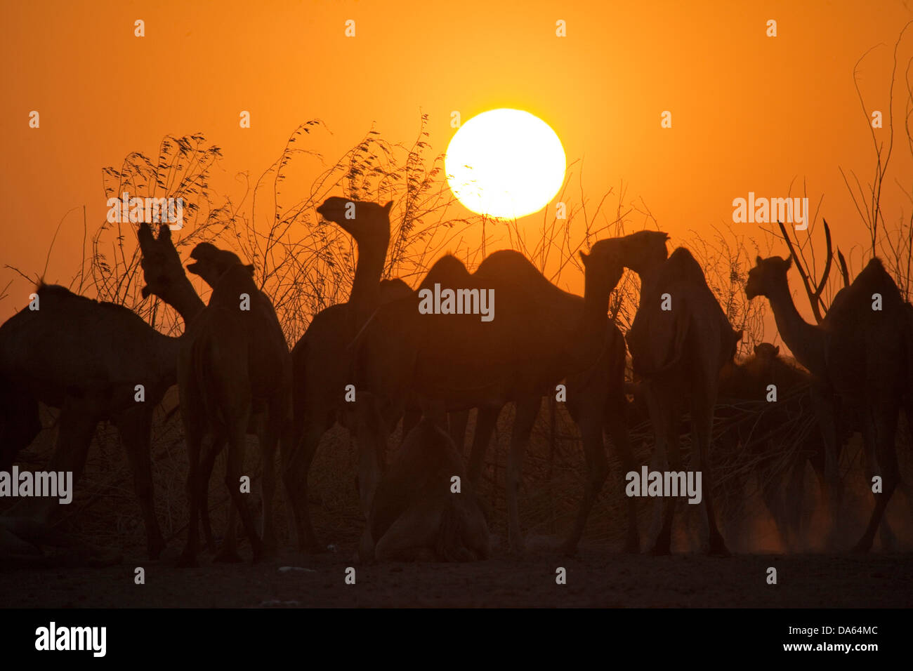 Camels, evening light, Africa, animals, animal, Ethiopia, sundown ...