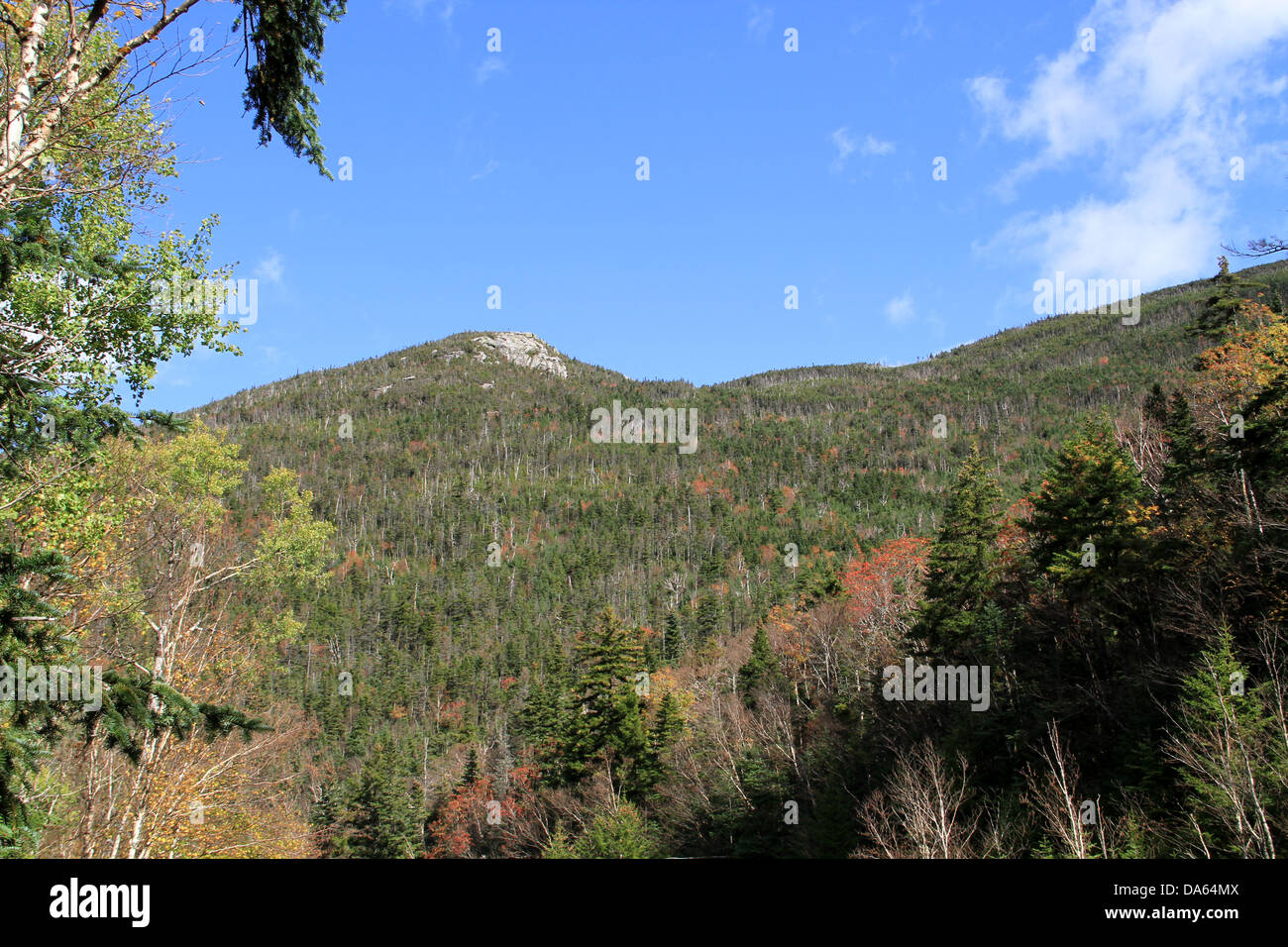 Mid Fall Mountain Forest Stock Photo - Alamy