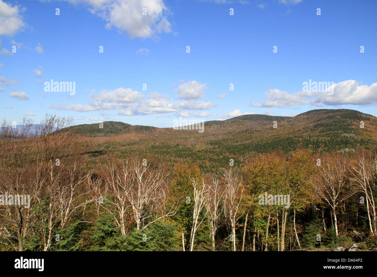 Mid Fall Mountain Forest Stock Photo - Alamy