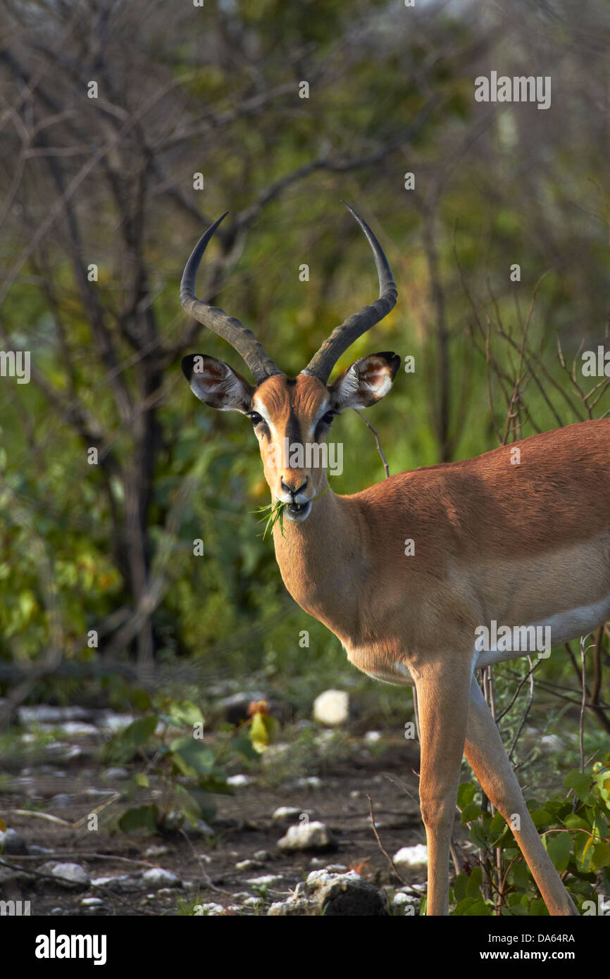 Black faced impalas hi-res stock photography and images - Alamy