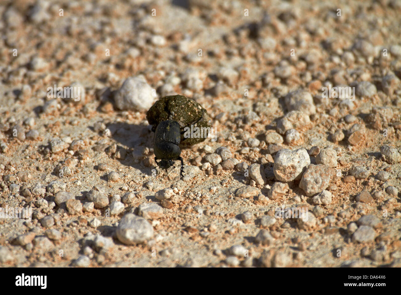 Dung beetle pushing dung ball, Etosha National Park, Namibia, Africa ...