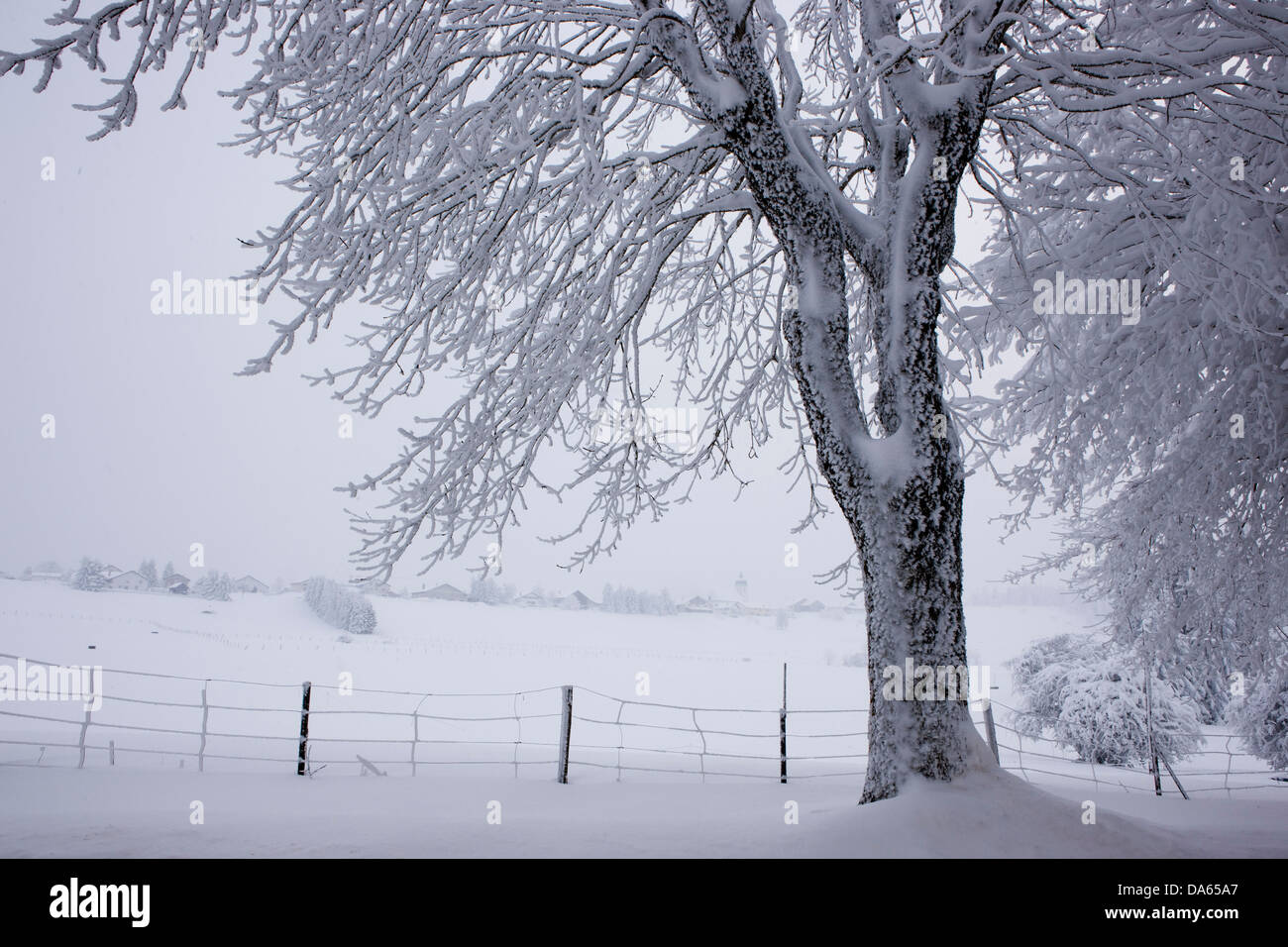 Tree trees hi-res stock photography and images - Alamy