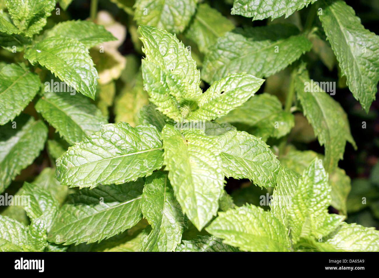 Minty ice cream hi-res stock photography and images - Alamy