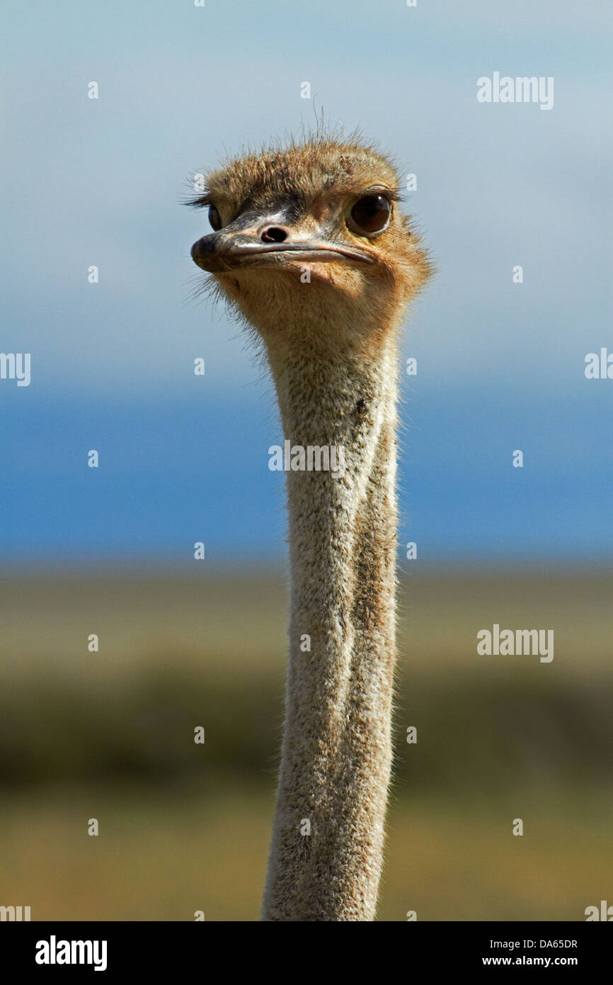 Ostrich (Struthio camelus), Etosha National Park, Namibia, Africa Stock ...