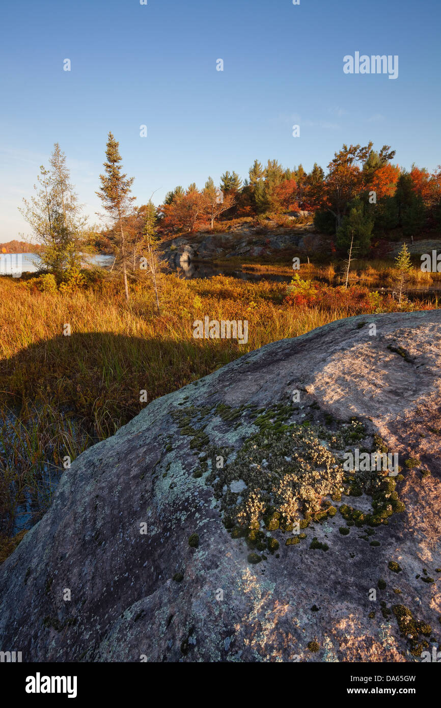 Mossy rock in a swamp, Muskoka, Otario, Canada Stock Photo - Alamy