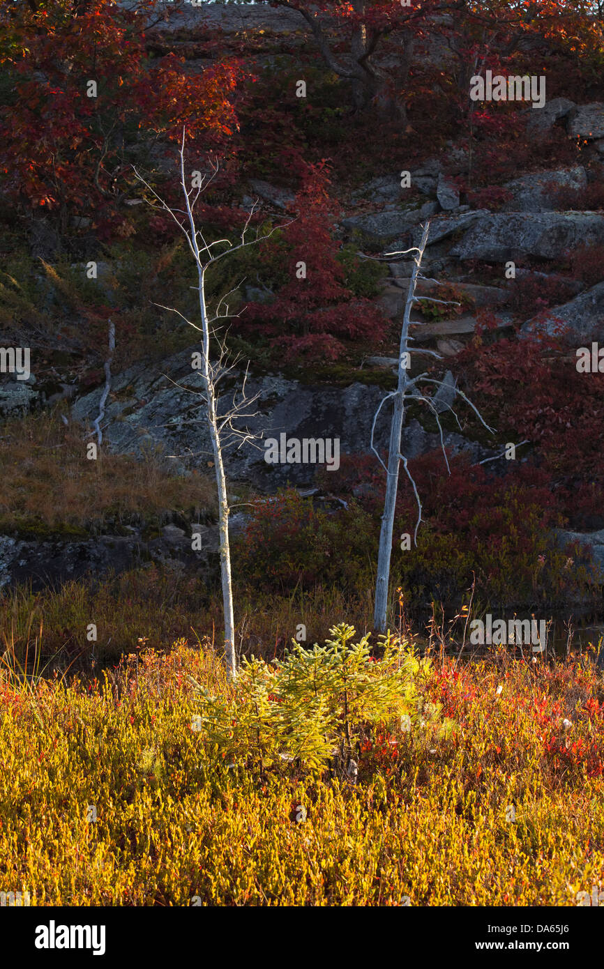 Two dead trees hi-res stock photography and images - Alamy