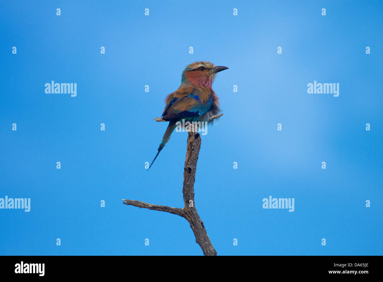 Lilac-breasted Roller (Coracias caudatus), Etosha National Park ...