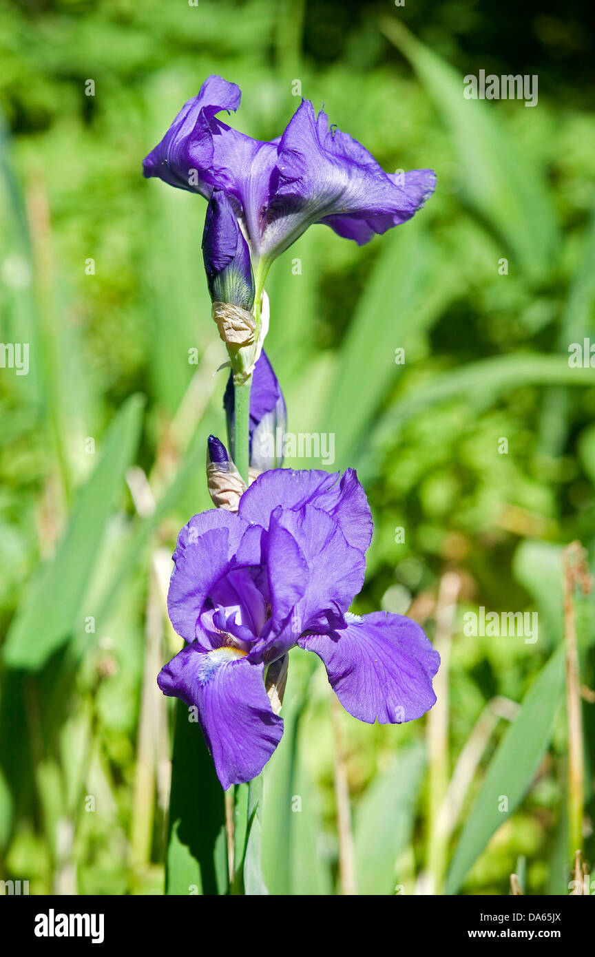 Purple bearded iris flowers in a garden setting Stock Photo - Alamy