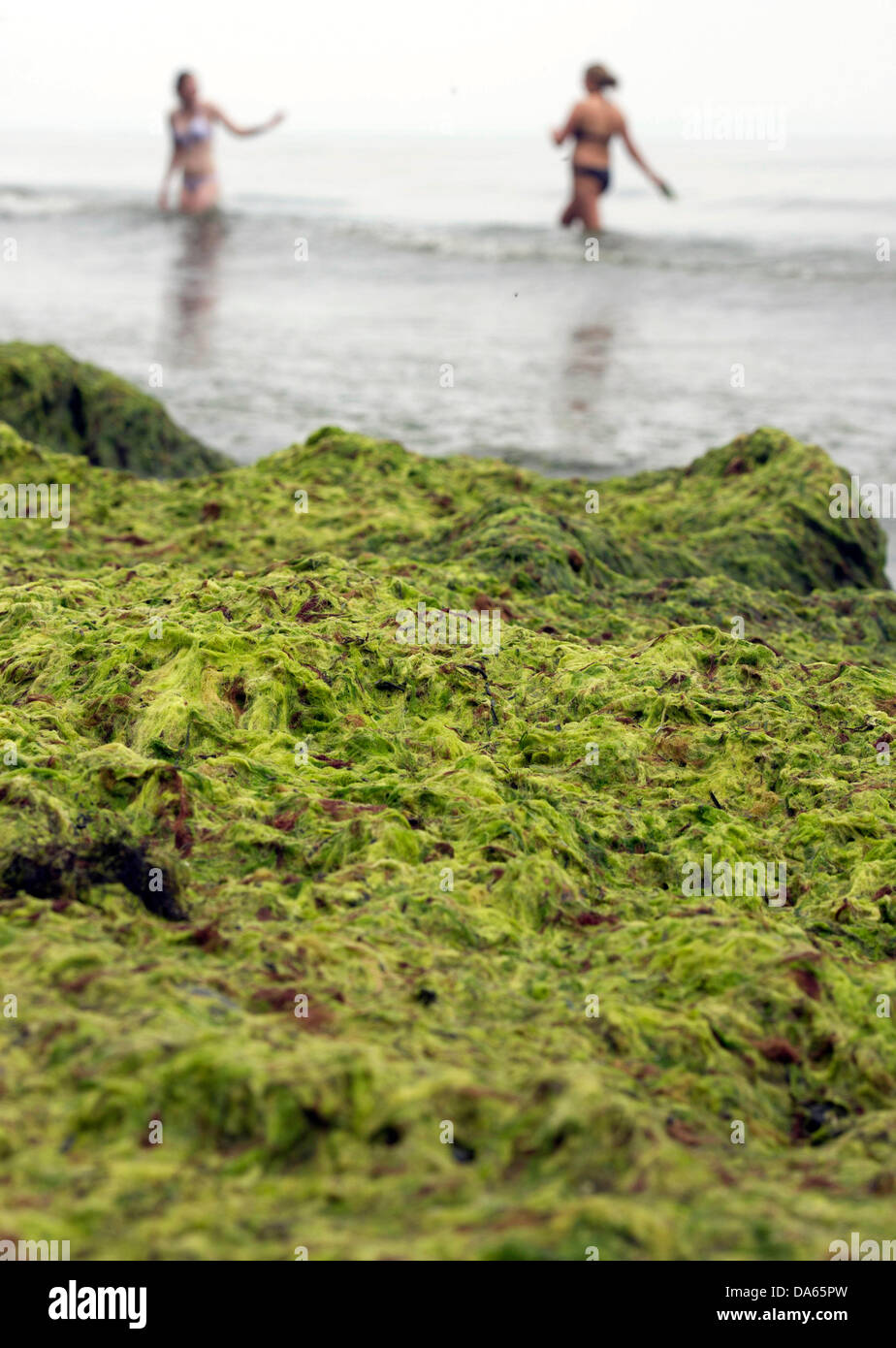 Ruegen, Germany. 04th July, 2013. An area covered with algae and ...