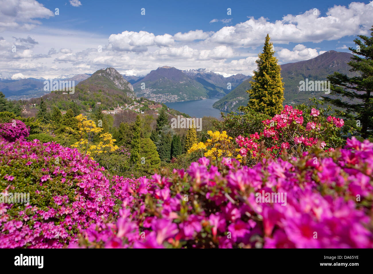 blossom, rhododendron, Parco San Grato, Carona, canton, TI, Ticino ...