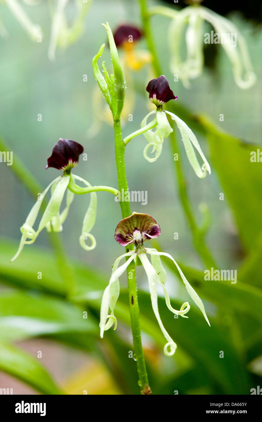 Cockleshell hi-res stock photography and images - Alamy