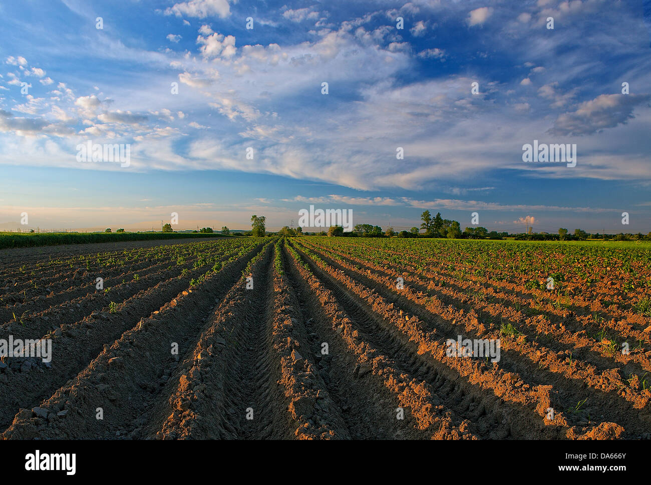 Polish farmland before sunset Stock Photo - Alamy