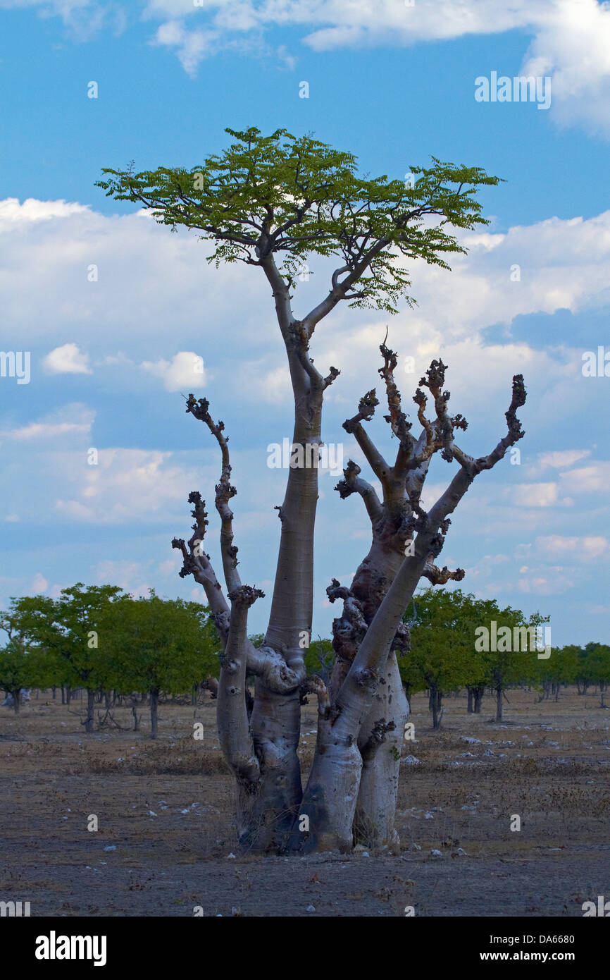 African moringa, (Moringa ovalifolia) or ghost tree. Etosha National ...