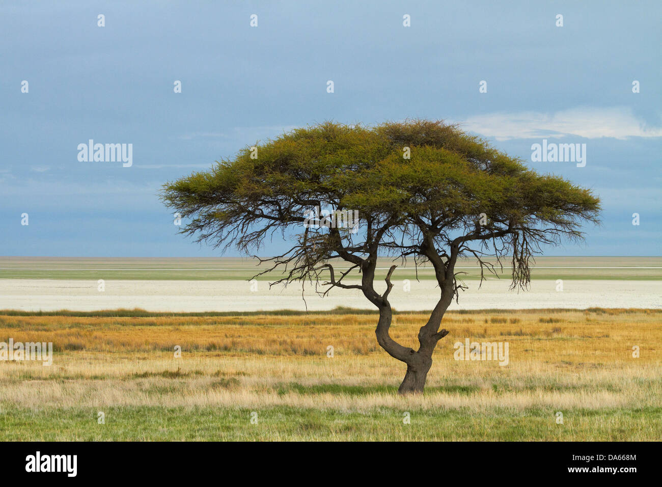 Acacia tree hi-res stock photography and images - Alamy