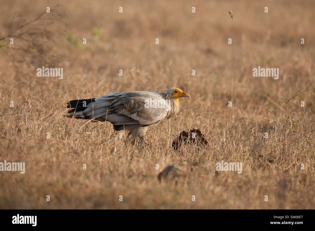 The Egyptian Vulture (Neophron percnopterus), the White Scavenger ...