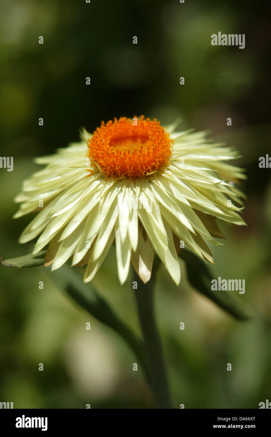 Australian native paper daisy hi-res stock photography and images - Alamy