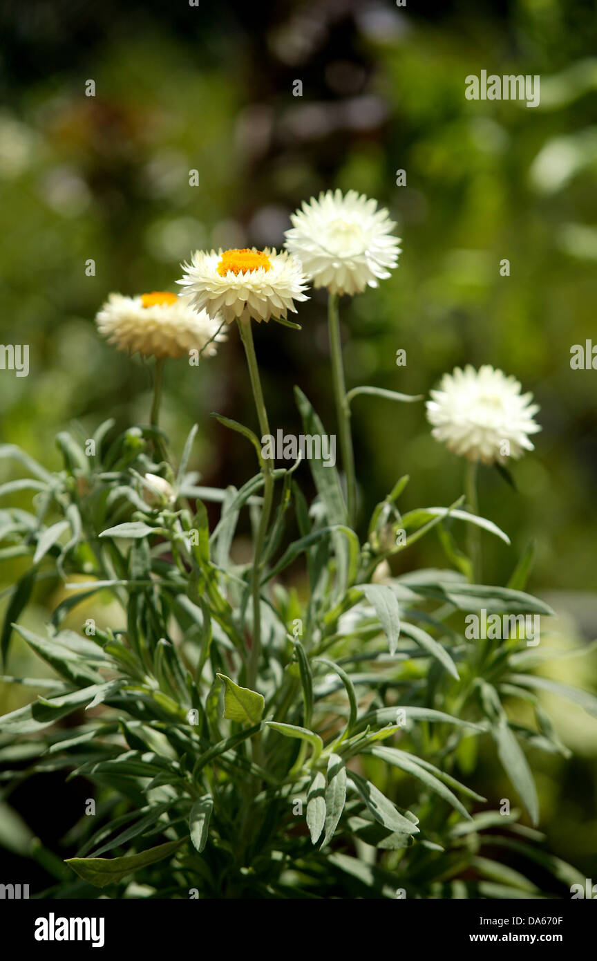 Australian native paper daisy hi-res stock photography and images - Alamy