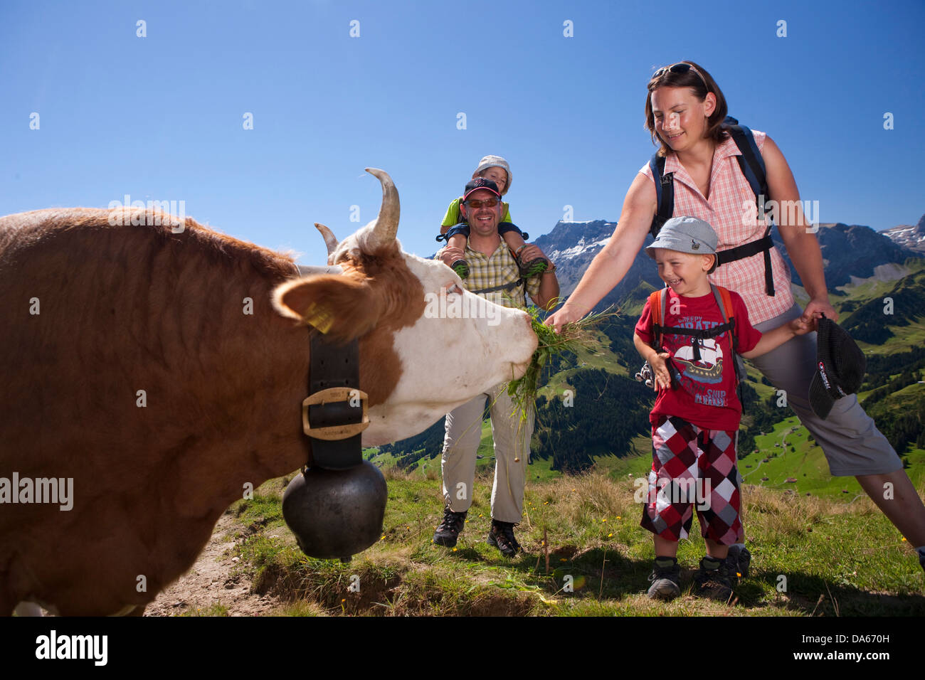 Family, walking, hiking, cow, mountain, mountains, canton, Bern ...