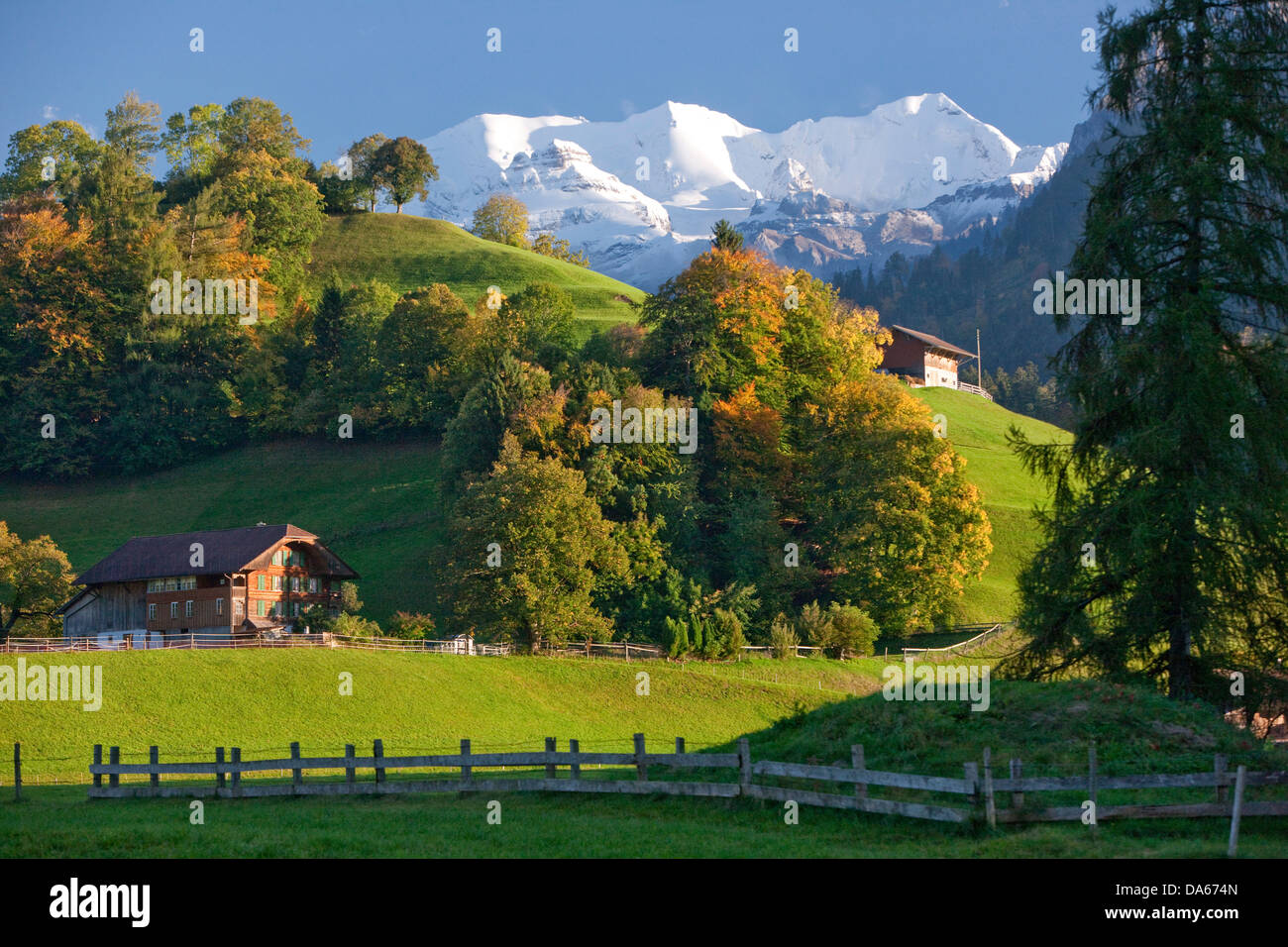 Reichenbach, Blümlisalp, BE, autumn, canton, Bern, tree, trees ...