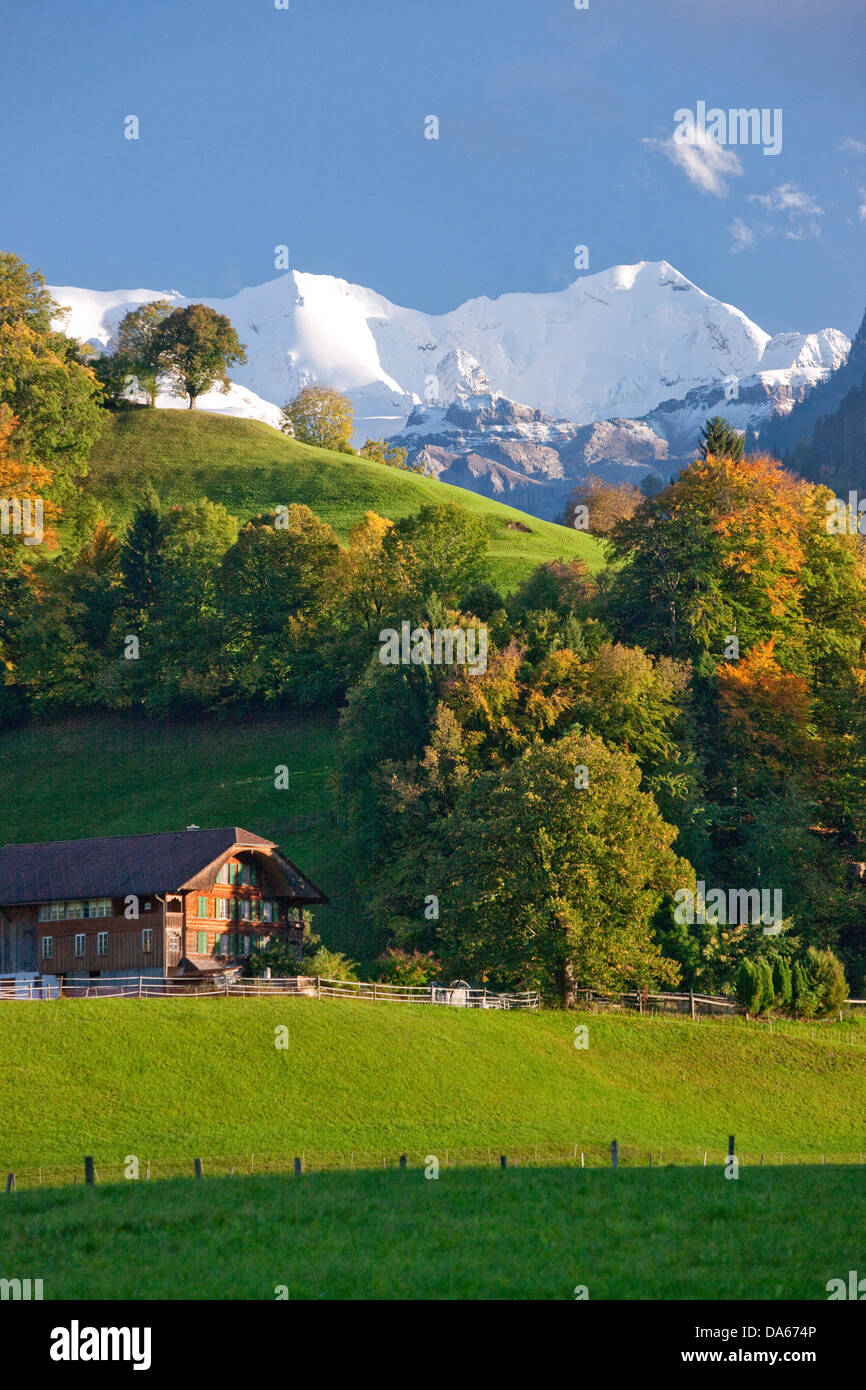 Reichenbach, Blümlisalp, BE, autumn, canton, Bern, tree, trees ...