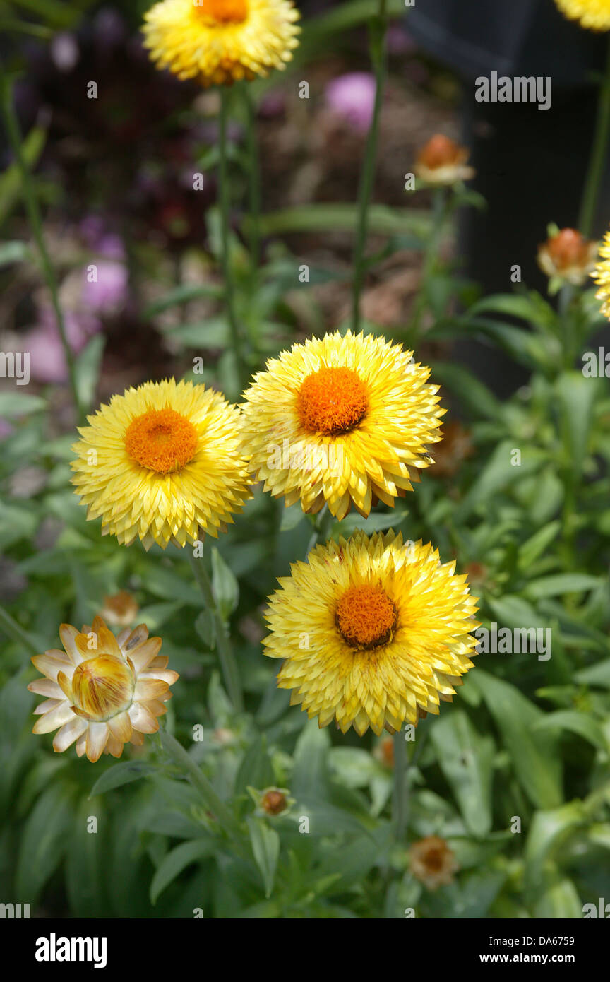 Australian native paper daisy hi-res stock photography and images - Alamy