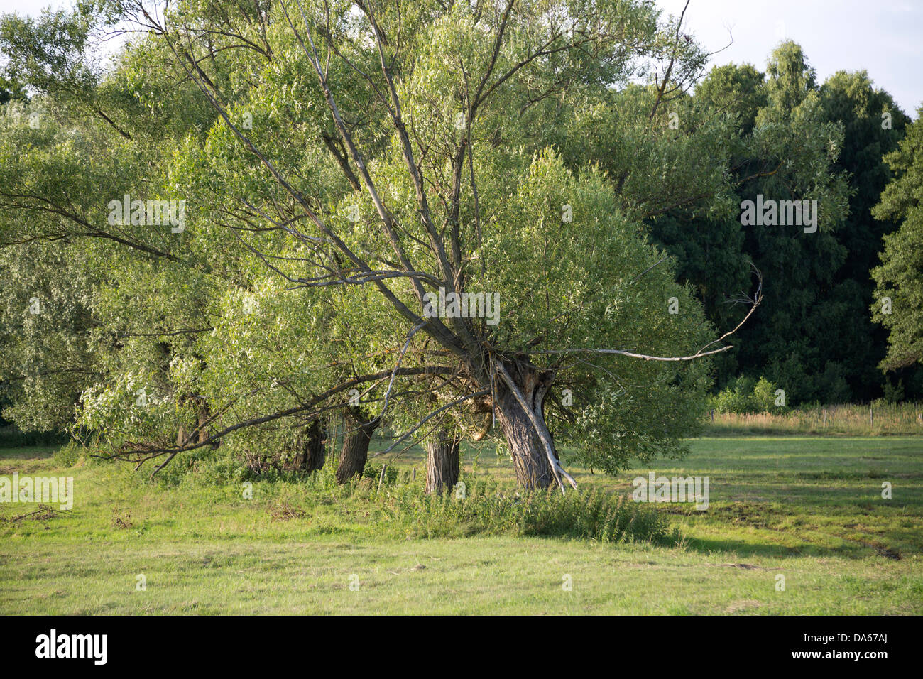 Willow trees in Poland, Masovia, Europe, Mazowsze, polish, masovian ...