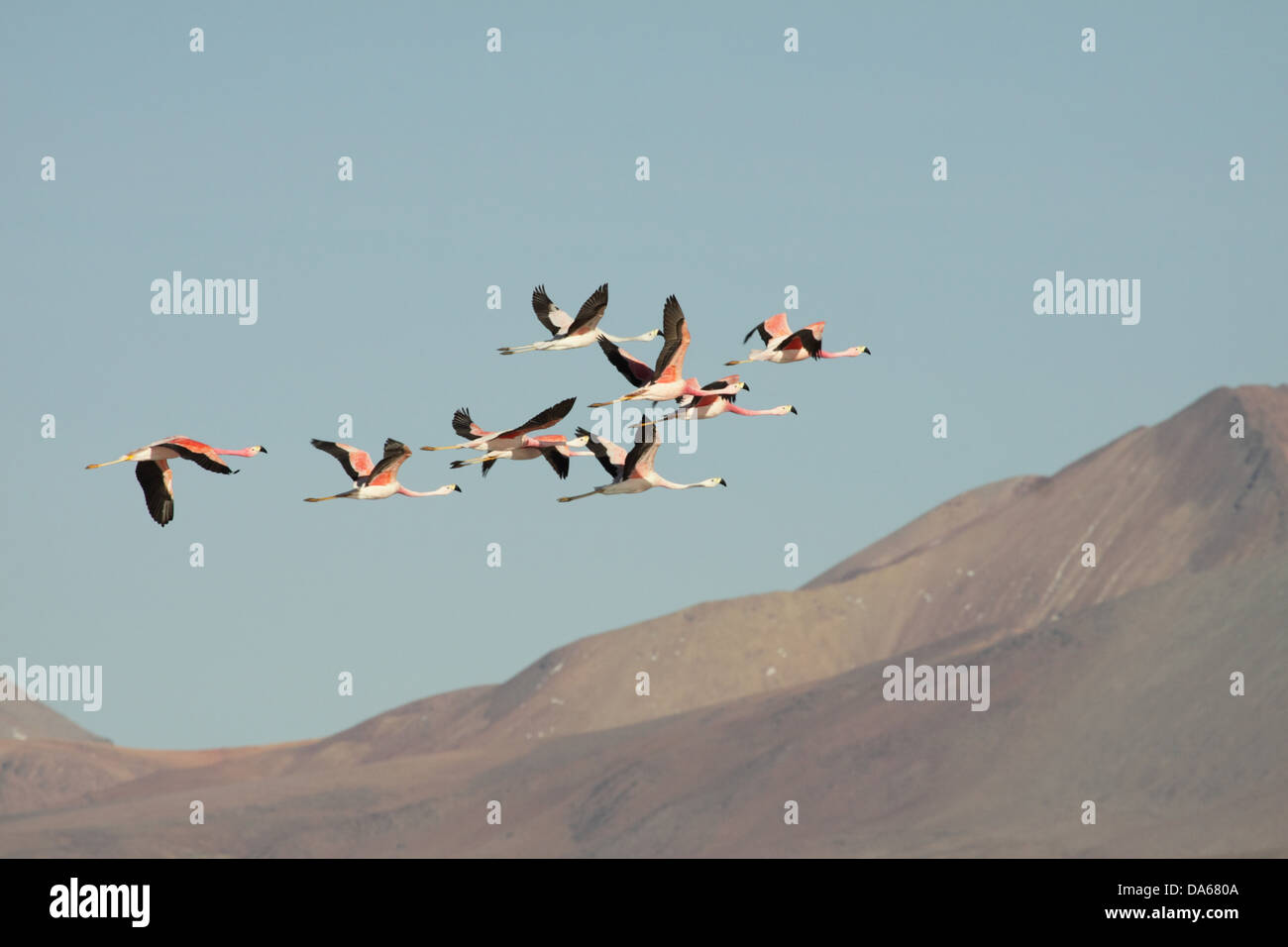 Phoenicoparrus andinus, animal, animals, bird, birds, flamingo ...