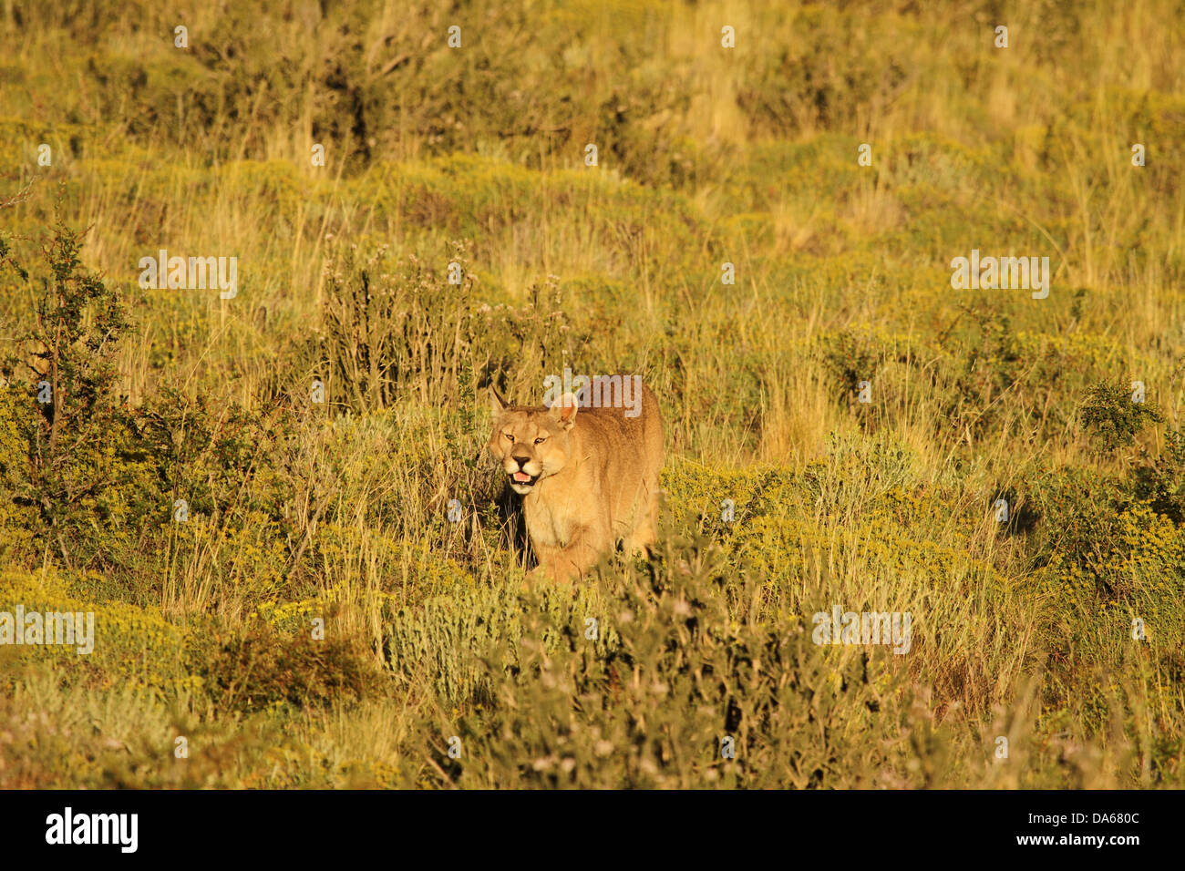 Puma concolor, animal, mammal, predator, feline predator, Puma, Cougar ...