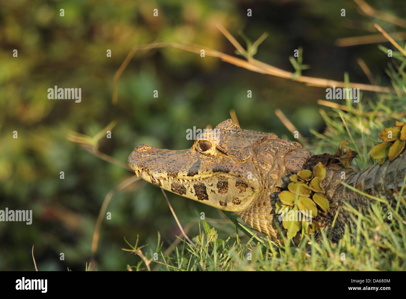 Caiman crocodilus, animal, reptile, Spectacled Caiman, Common Caiman ...