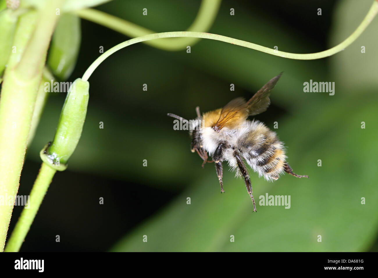 Humble bee hi-res stock photography and images - Alamy