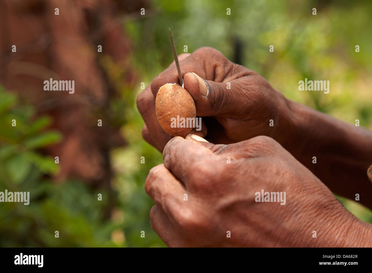 Edible roots or bush potatoes dug up on educational bushwalk, at the ...