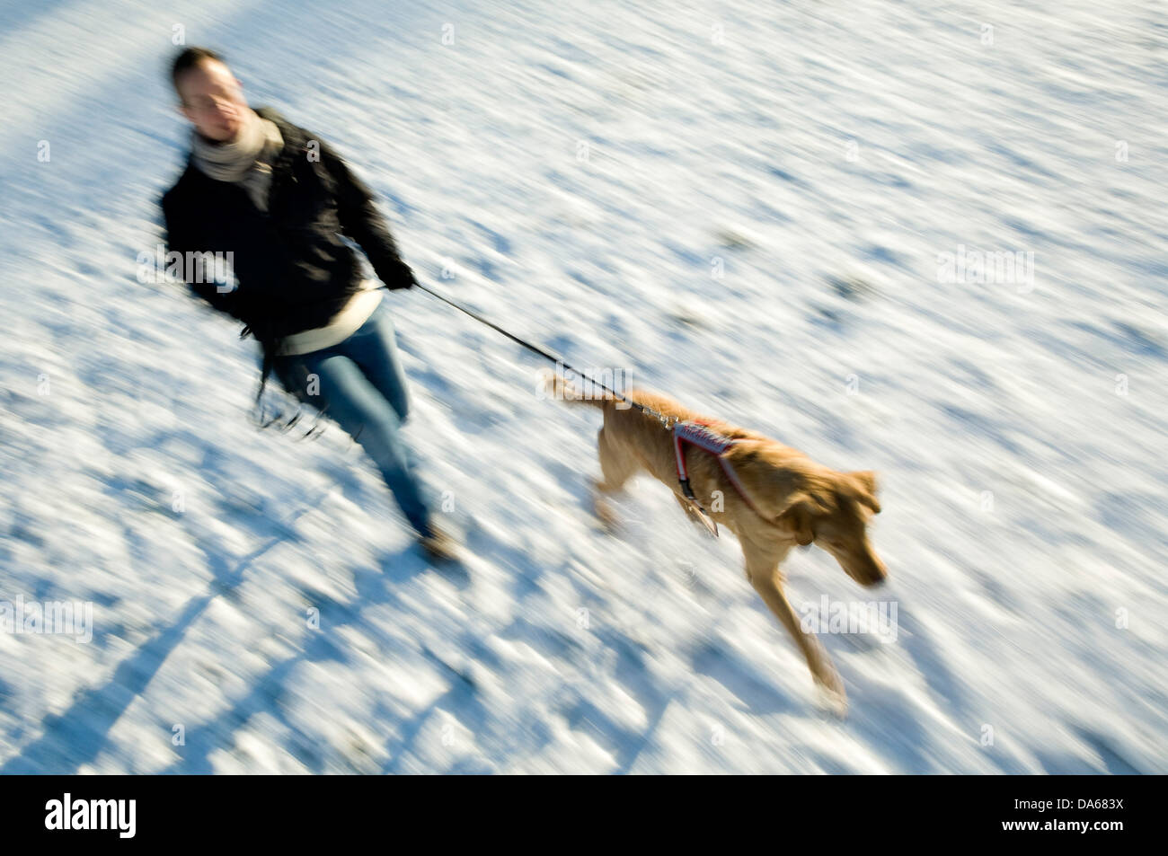Man Jogging Dog Labrador High Resolution Stock Photography and Images ...