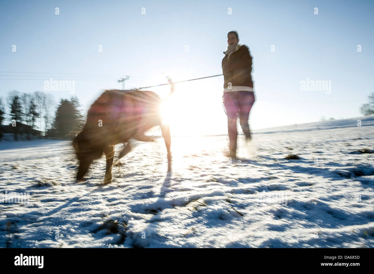 Dog Sport - Man Trailing Stock Photo - Alamy