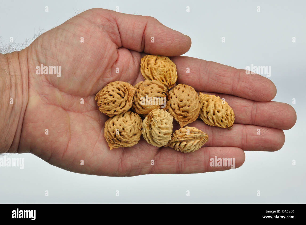 Dried Peach stones in a man's hand Stock Photo - Alamy