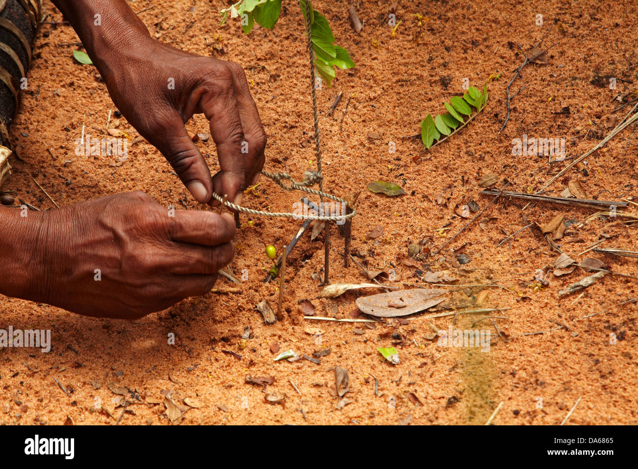 Snare trap hi-res stock photography and images - Alamy