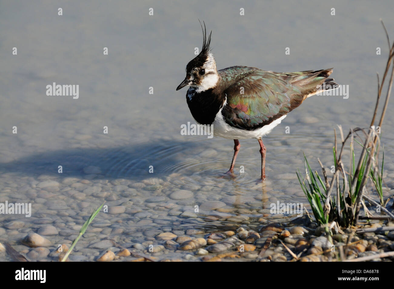 Female northern lapwing vanellus vanellus hi-res stock photography and ...