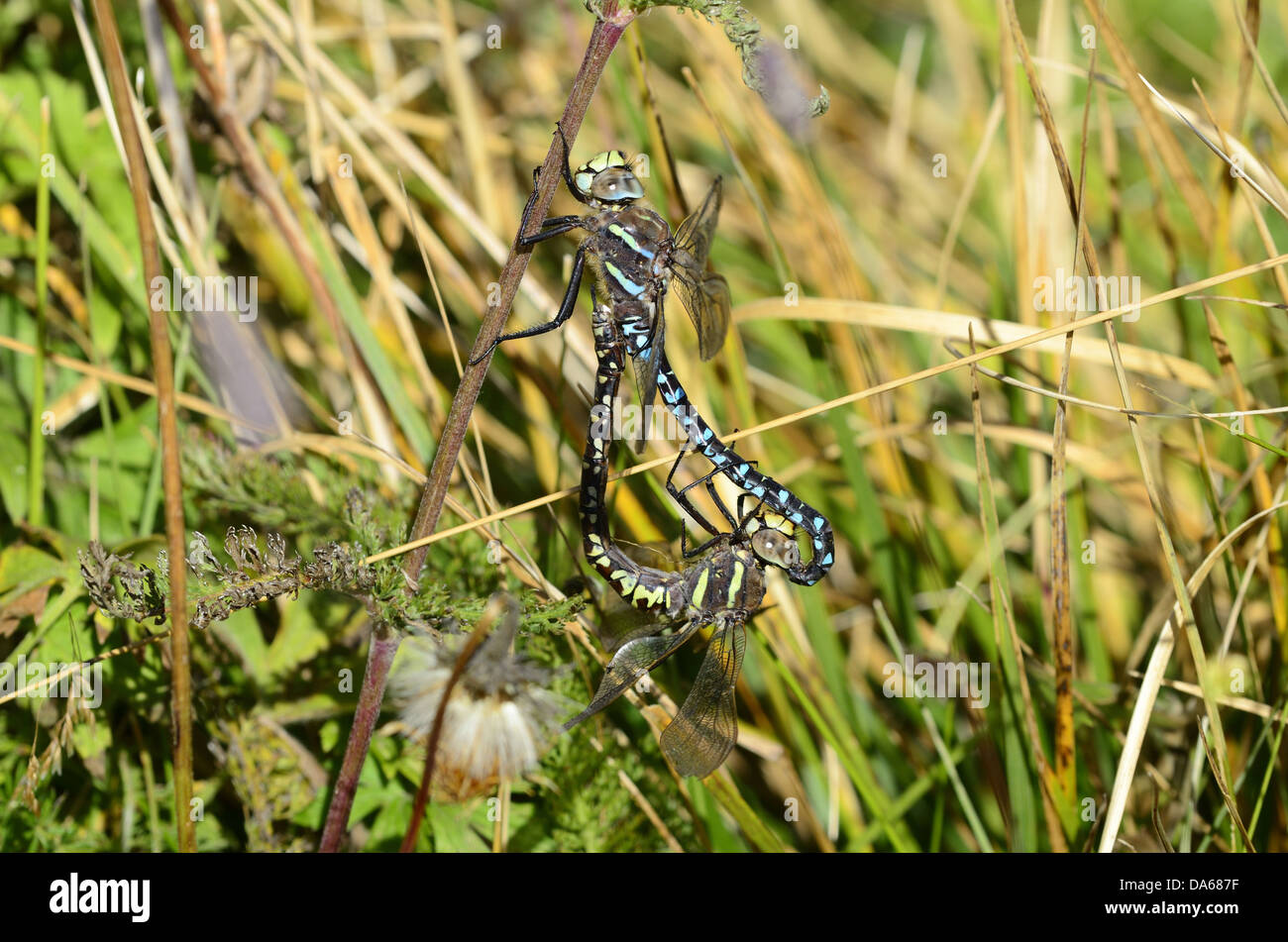 Dragonfly mating not damsel hi-res stock photography and images - Alamy