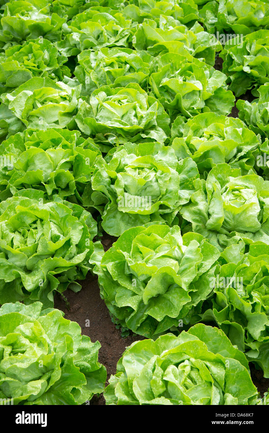 Fresh green salad lettuce on a field Stock Photo - Alamy