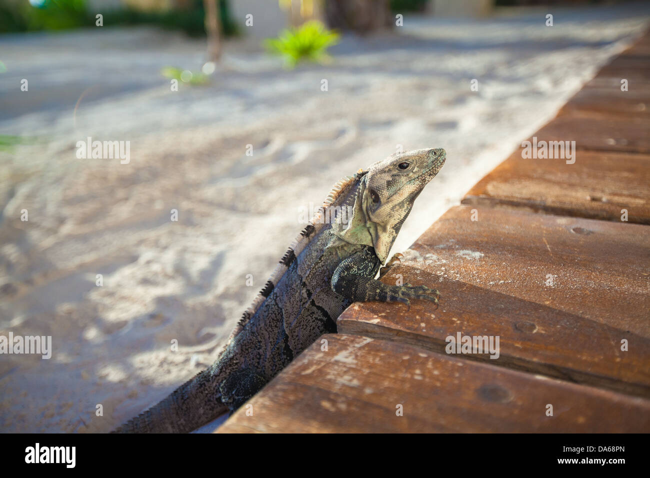 Aquatic varan hi-res stock photography and images - Alamy