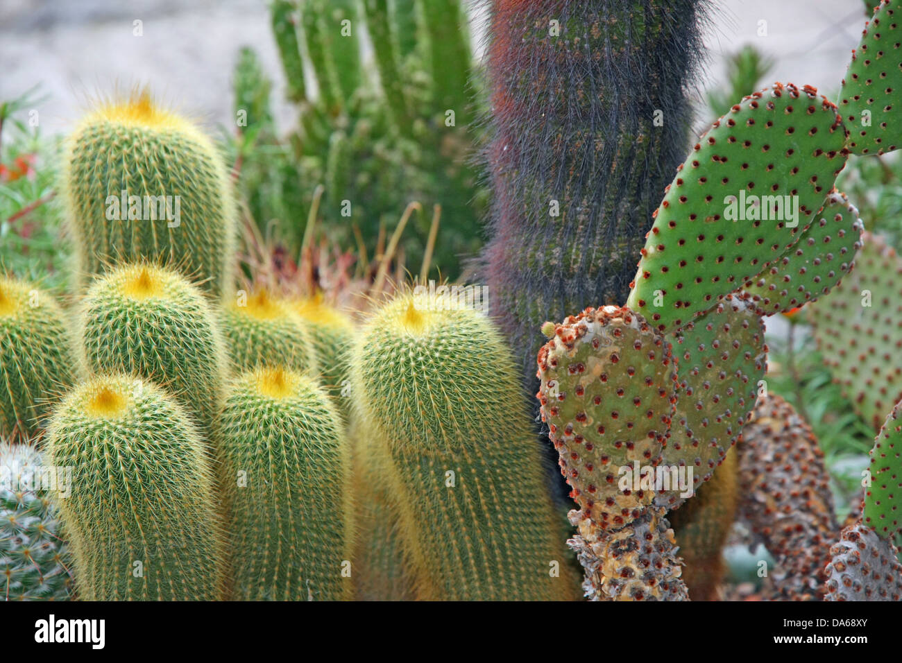 Xerofite hi-res stock photography and images - Alamy
