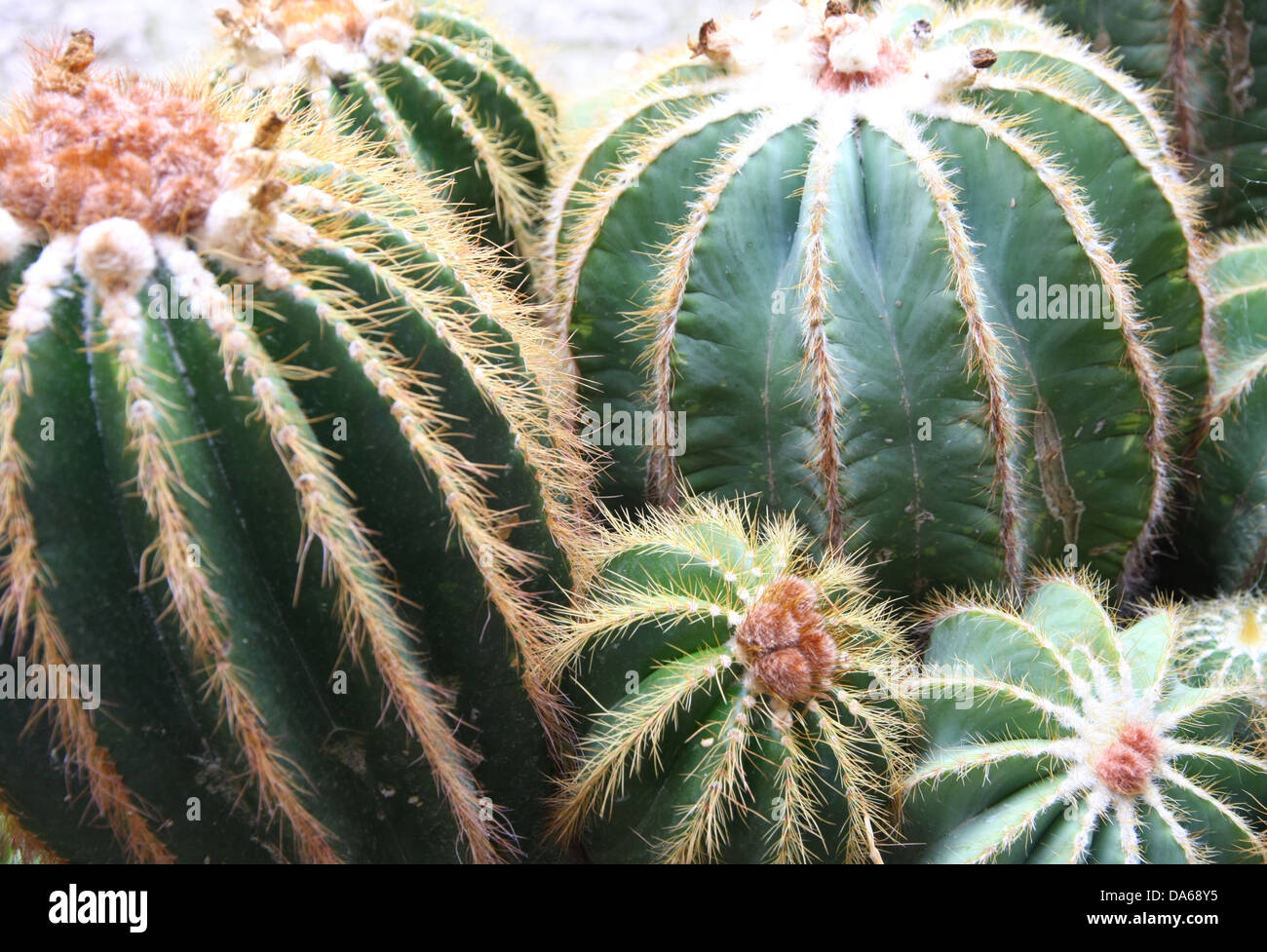 mix of many succulents and cactus with very sharp prickles and thorns ...