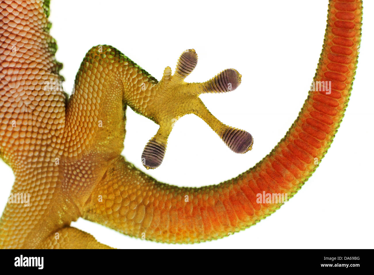 Mauritius lizard hi-res stock photography and images - Alamy