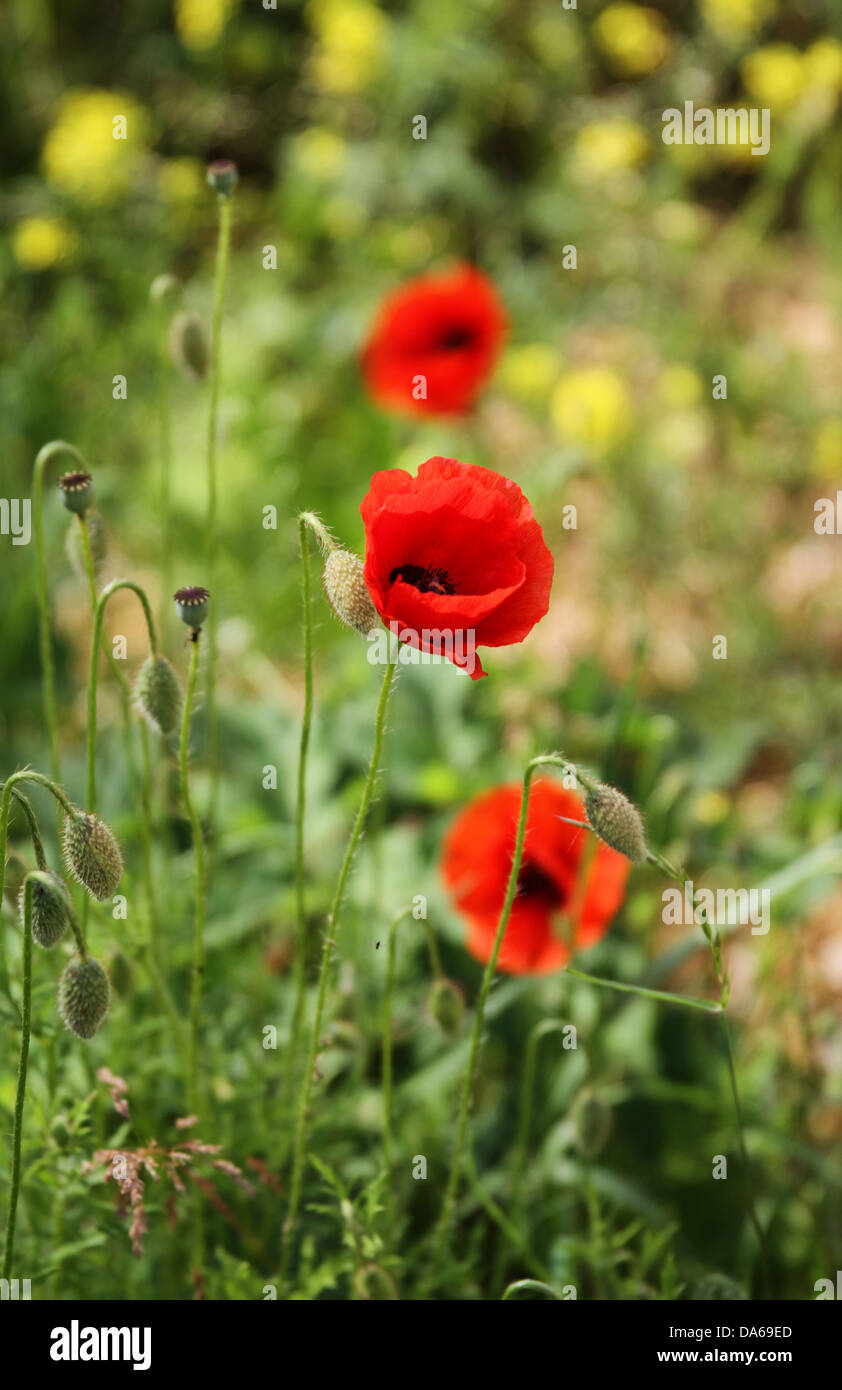 Poppies growing in a field in the Meuse-Argonne Great War battlefield ...