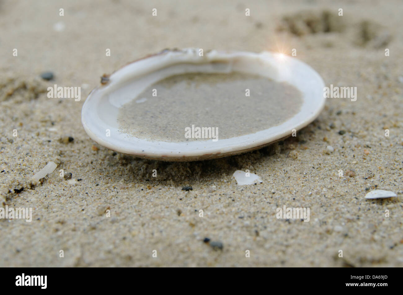 sea shell filled with sand and water, solar flare Stock Photo - Alamy